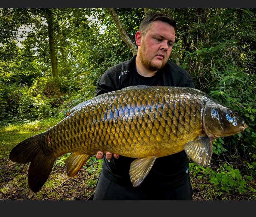 Golden Common | Total Carp